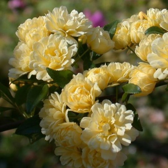 Rosier grimpant Banksiae Lutea - Banks - rosier direct producteur en ...