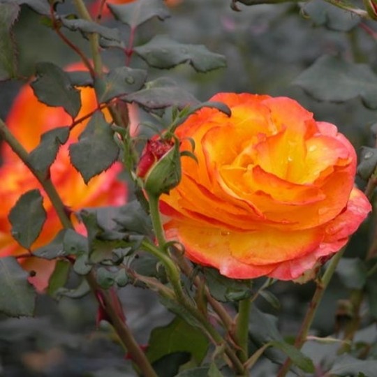 Rosier Etna® Rosier Remontant Jaune avec le bord des pétales rouge. Pot ...