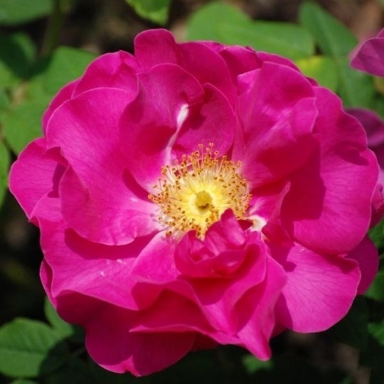 Rosier ancien Rose de Provins - rosier direct producteur
