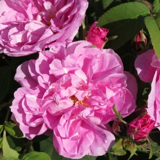 Rosier ancien Thérèse Bugnet - rosier direct producteur en vente sur ...