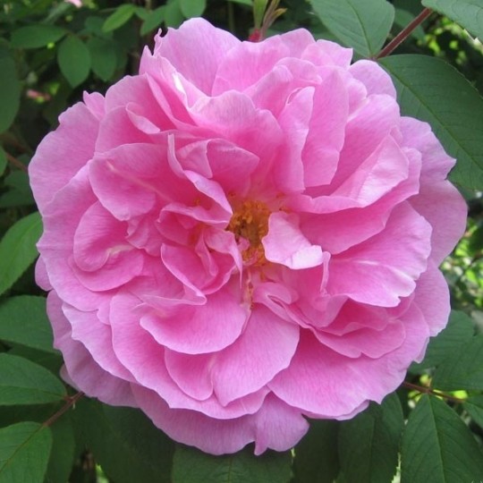 Rosier ancien Thérèse Bugnet - rosier direct producteur en vente sur ...