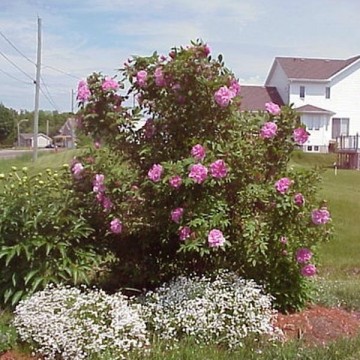 Rosier ancien Thérèse Bugnet - rosier direct producteur en vente sur ...