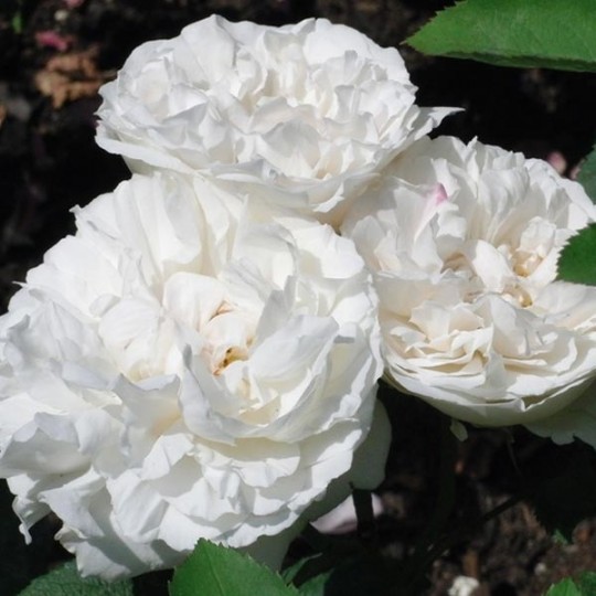 Rosier Winchester Cathedral ® - rosier direct producteur en vente sur ...