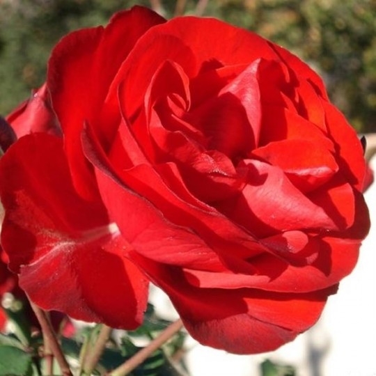 Rosier MATTHIAS MEILLAND - rosier direct producteur en vente sur ...