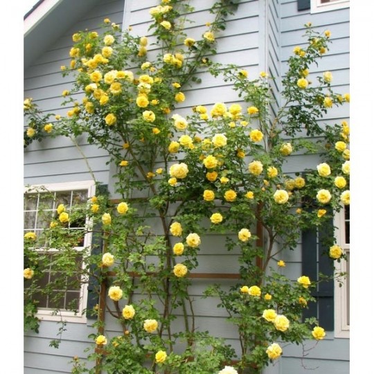 Rosier grimpant Rimosa ® - rosier direct producteur en vente sur ...