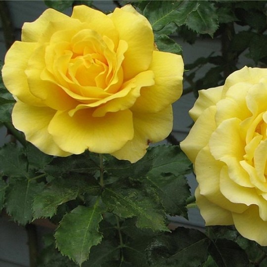 Rosier grimpant Rimosa ® - rosier direct producteur en vente sur ...