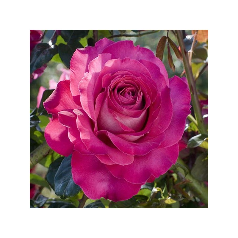 Rosier grimpant Chrysler Imperial - rosier direct producteur en vente ...