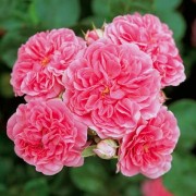 Rosier Les Quatres Saisons ® - rosier direct producteur