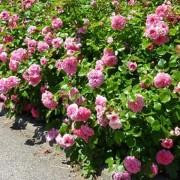 Rosier Les Quatres Saisons ® - rosier direct producteur