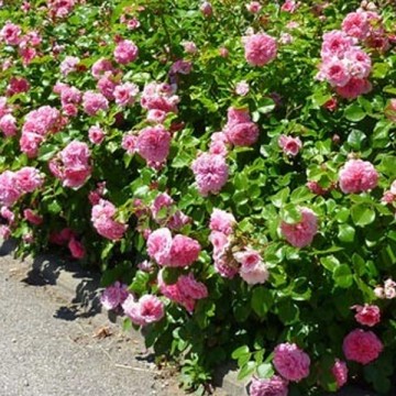 Rosier Les Quatres Saisons ® - rosier direct producteur