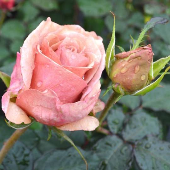 Rosier Mokarosa ® - rosier direct producteur en vente sur Monrosier.com