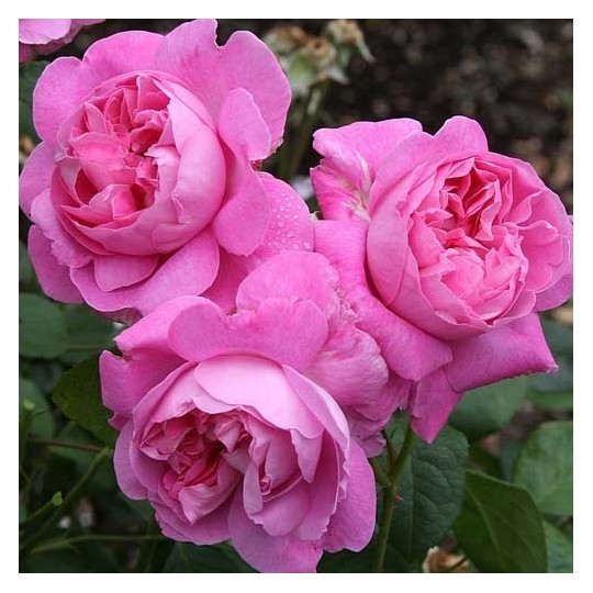 Rosier Mary Rose ® - rosier direct producteur en vente sur Monrosier.com