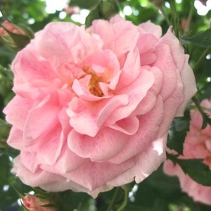 Rosier grimpant Invictus ® - rosier direct producteur en vente sur ...