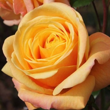 Rosier Amber Flush ® livré en pot -Prêt à Planter, Direct Producteur.