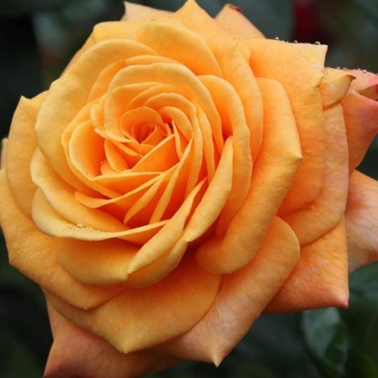 Rosier Amber Flush ® livré en pot -Prêt à Planter, Direct Producteur.