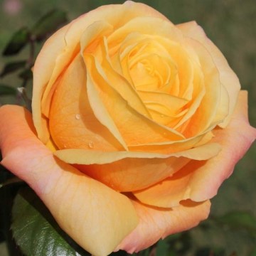 Rosier Amber Flush ® livré en pot -Prêt à Planter, Direct Producteur.