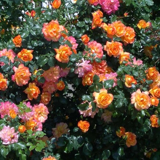 Rosier Sahara ® - rosier direct producteur en vente sur Monrosier.com ...