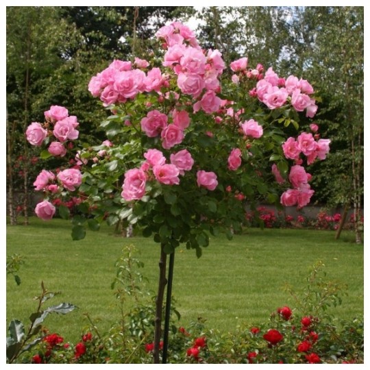 Rosier Tige Mareva ® - rosier direct producteur en vente sur Monrosier.com