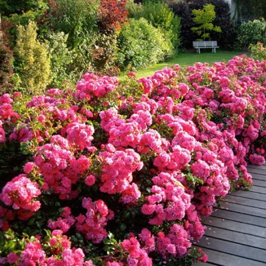 Rosier Tige Emera ® - rosier direct producteur en vente sur Monrosier.com