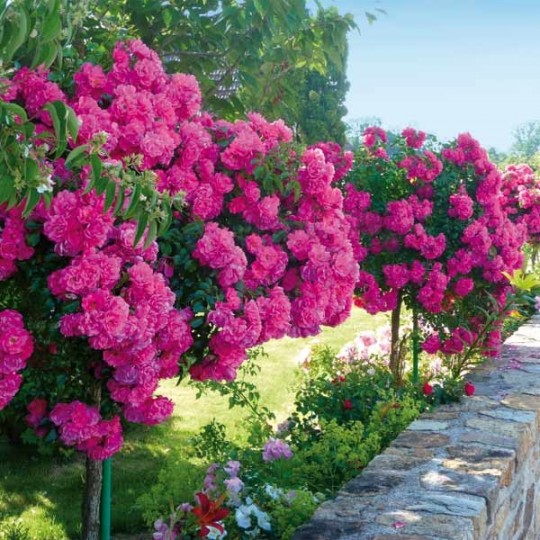 Rosier Tige Emera ® - rosier direct producteur en vente sur Monrosier.com