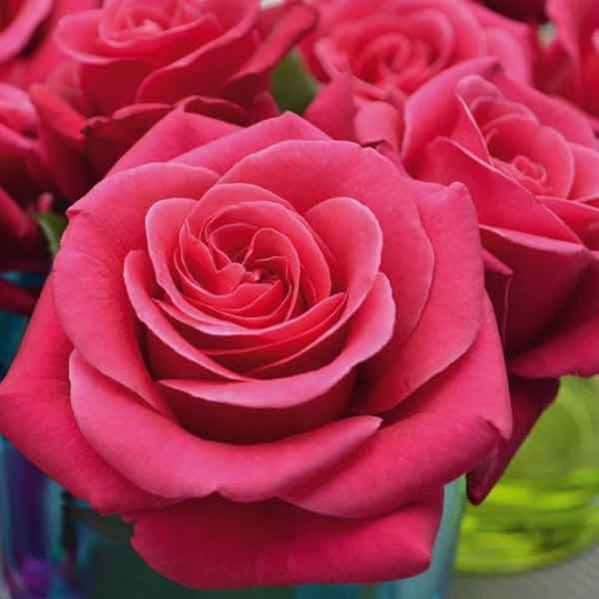 Rosier tige Crazy Pink Voluptia ® en 110-120 cm de H - rosier direct producteur en vente sur ...