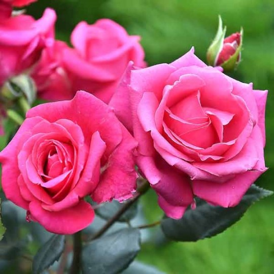 Rosier tige Crazy Pink Voluptia ® en 110-120 cm de H - rosier direct ...