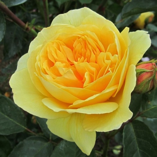 Rosier grimpant Graham Thomas ® Rosier au coloris Jaune pur au parfum ...