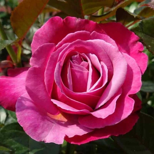 Rosier Eudora ® Nouveau Rosier au Coloris rare et très parfumée ...