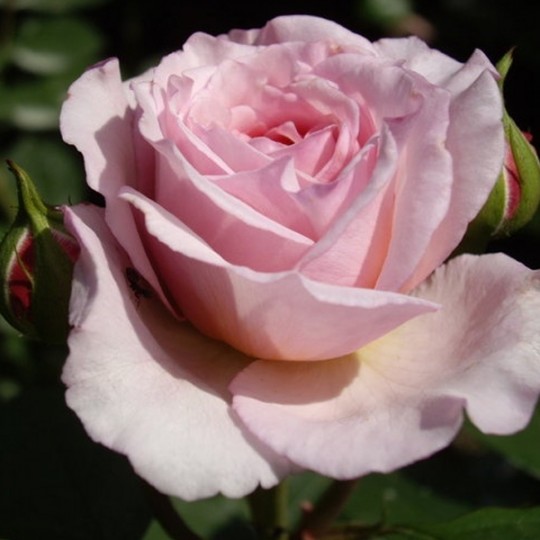 Rosier Lovely Meilland ® - rosier direct producteur en vente sur ...