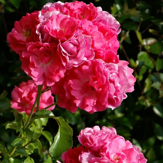 Rosier grimpant Emera ® Floraison Fuschia Spectaculaire et Résistance ...