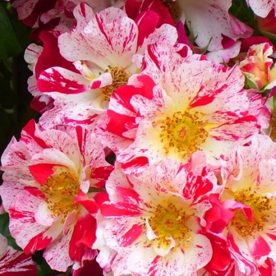 Rosier grimpant Hanabi ® Roses panachées rouge et blanc -Véritable Feu ...