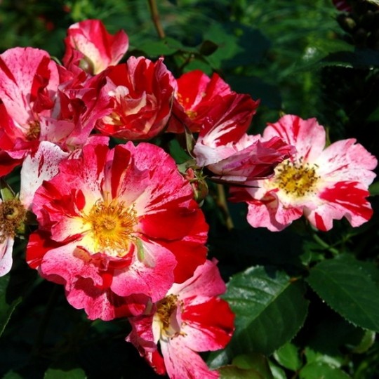 Rosier grimpant Hanabi ® Roses panachées rouge et blanc -Véritable Feu ...