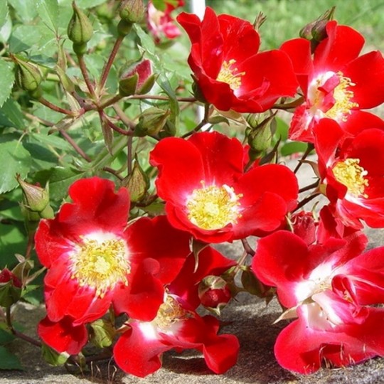 Rosier Rouge Meillandécor® - rosier couvre-sol à l'abondante floraison ...