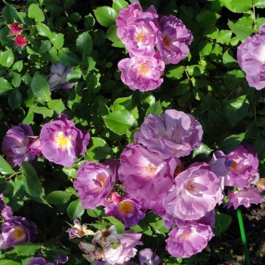 Rosier Pacific Dream ® - rosier direct producteur en vente sur ...