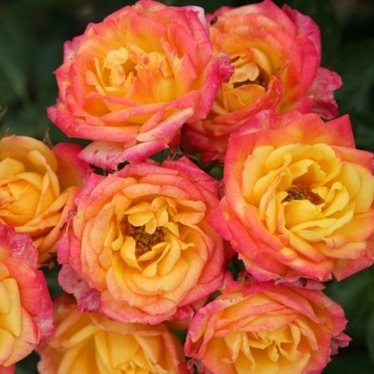 Rosier Little Sunset ® - rosier direct producteur en vente sur ...